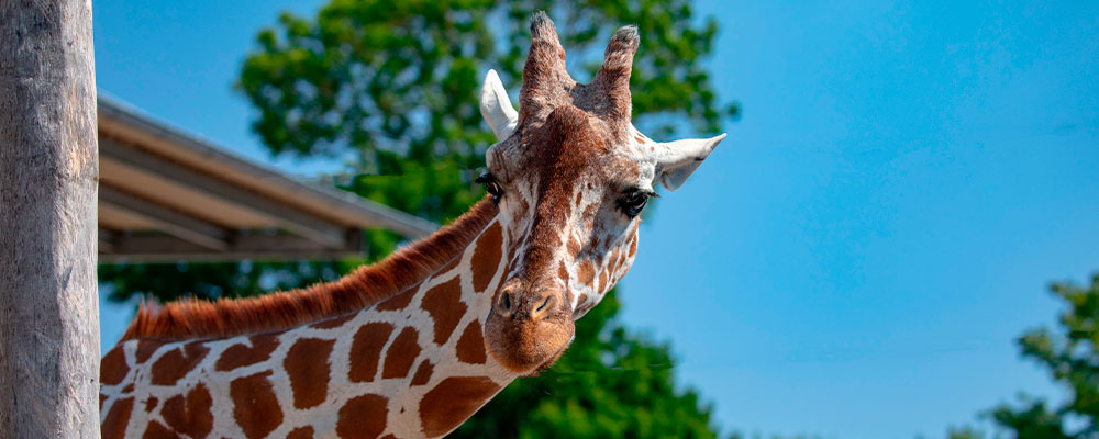 Odense's Grønne Stolthed: Zoo udnævnt til Green Attraction